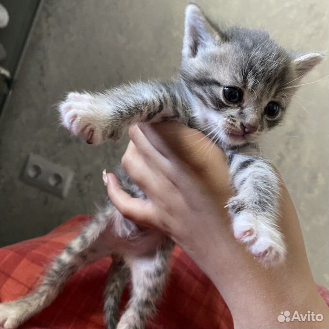 Нашли маленьких котят в пакете на мусорке