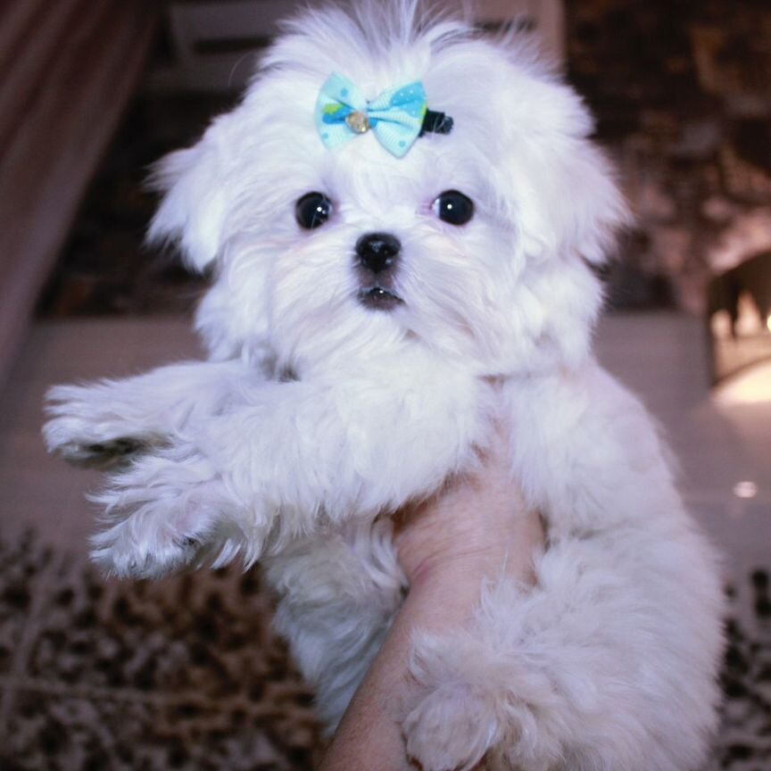 Мальтийская болонка, щенок