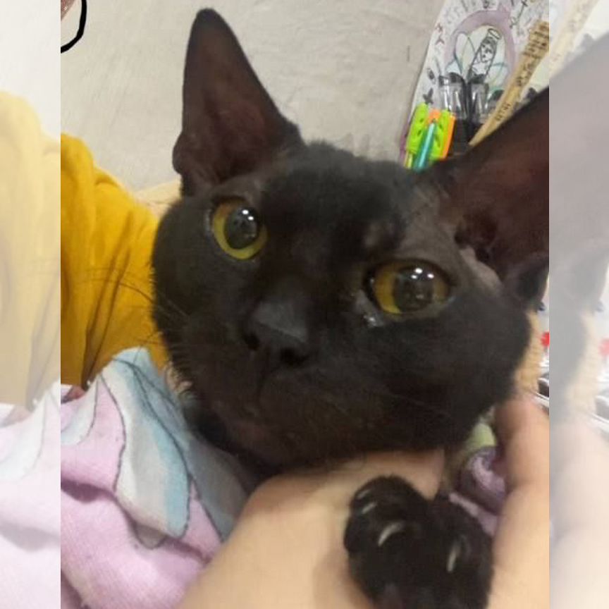 Домашние животные кошки