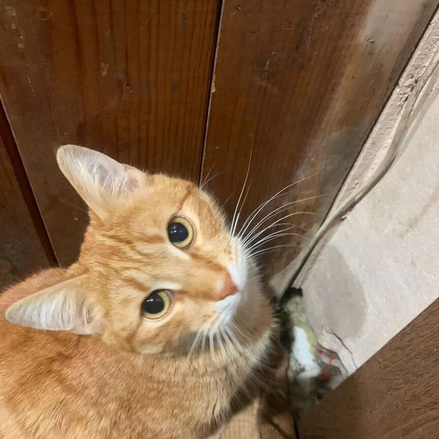 Котик 7 мес стерилизован