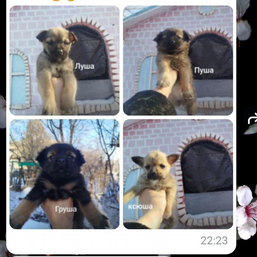 Девчонки в добрые руки