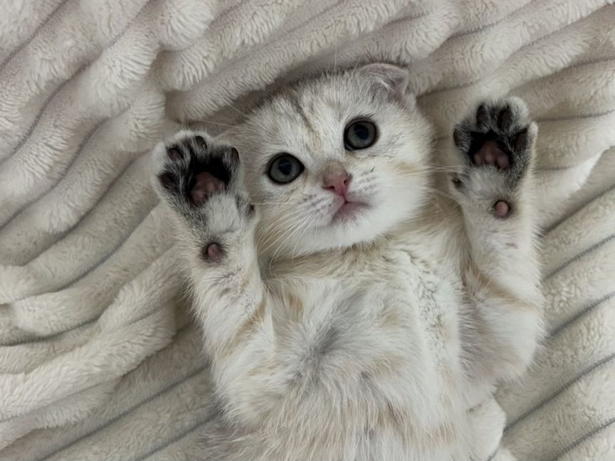 Шотландские шиншилловые котята