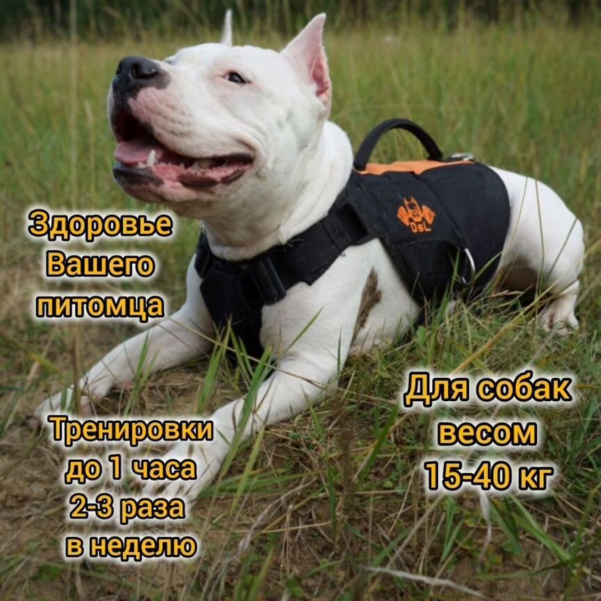 Спортивный жилет для собак с грузом 2 кг
