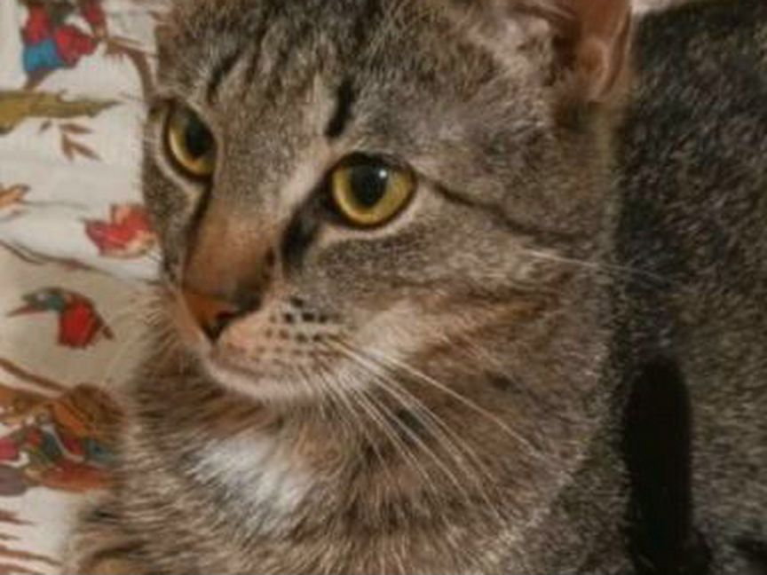Ласковый котенок Тигруня