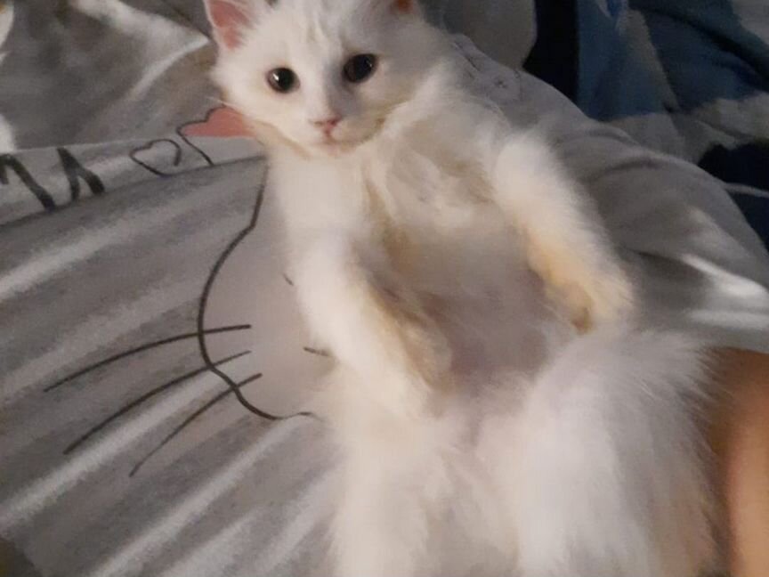 Очень ласковый и нежный котенок