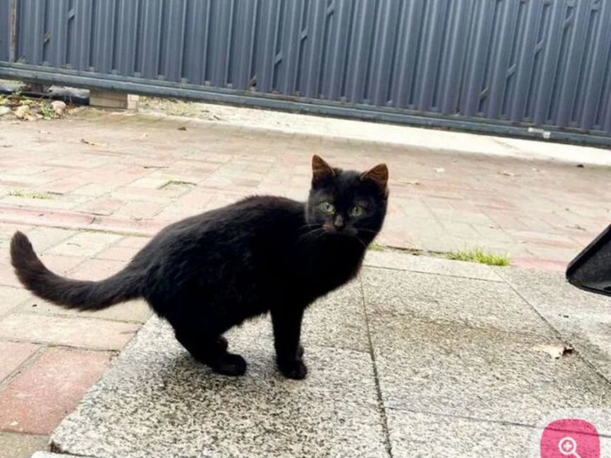 Чёрная кошечка