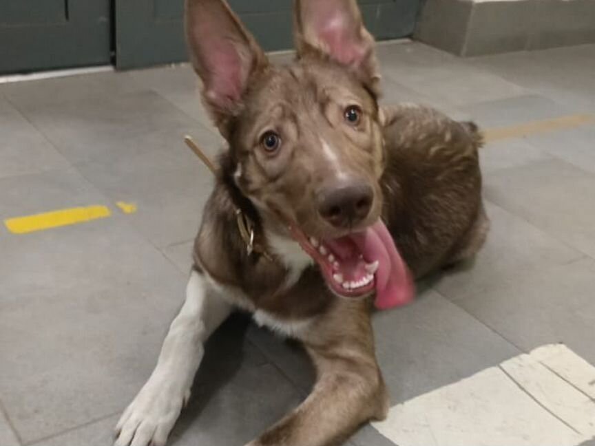 Щенок в добрые руки