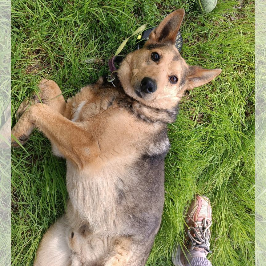 Взрослый пёс в добрые руки