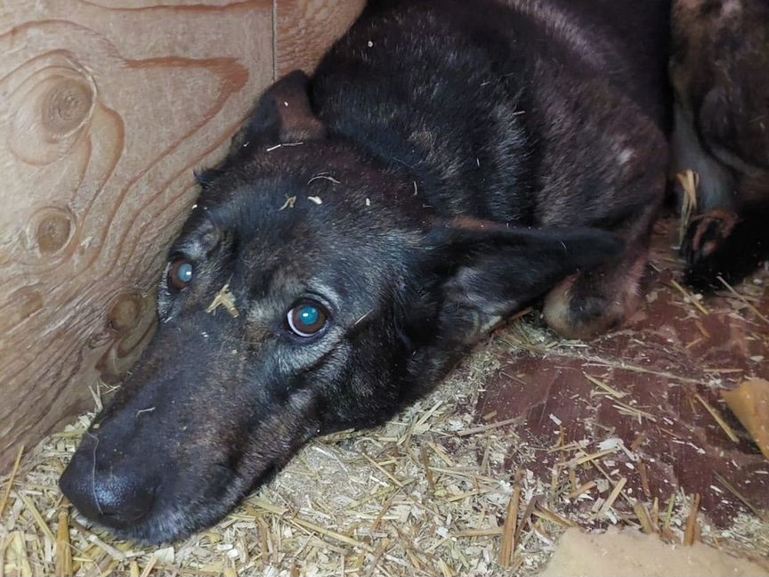 Собака в добрые руки