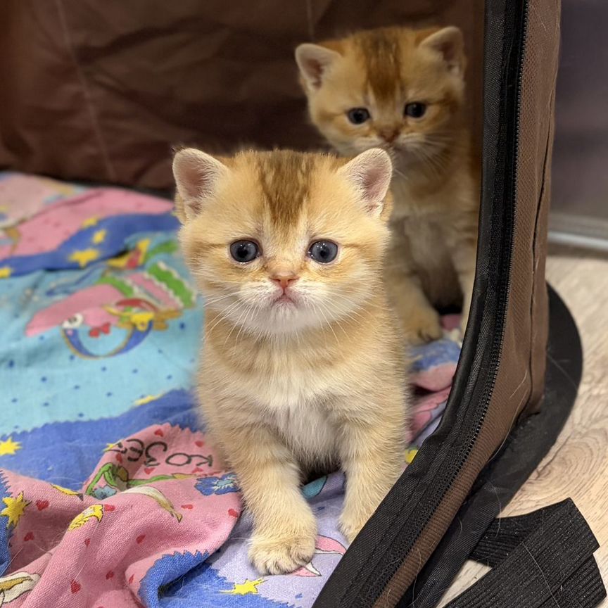 Шотландский вислоухий короткошёрстный котёнок