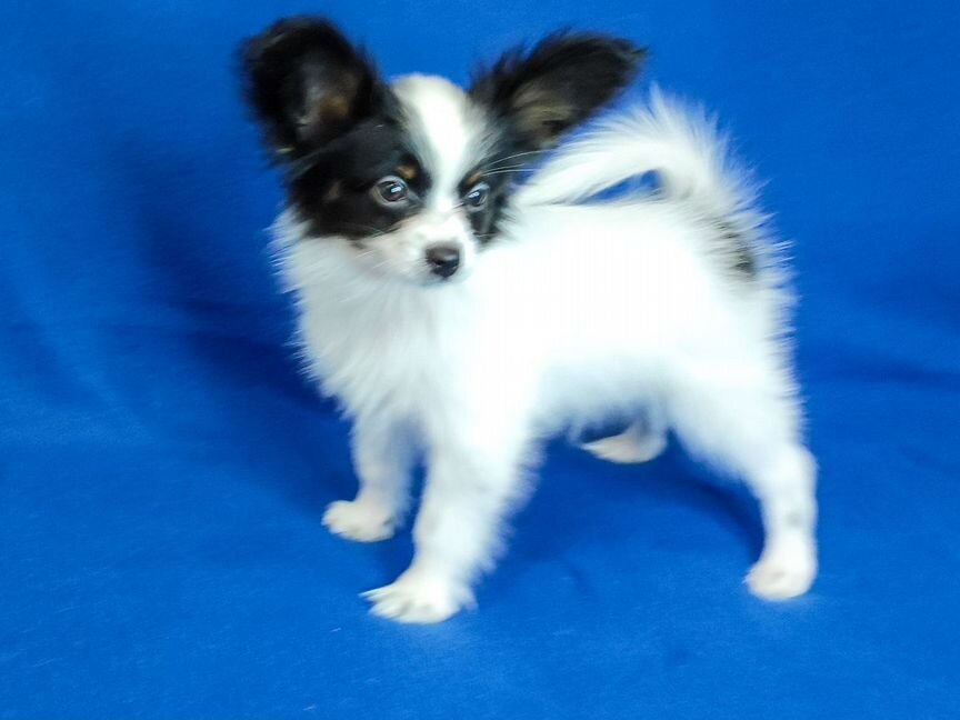 Щенки папийона