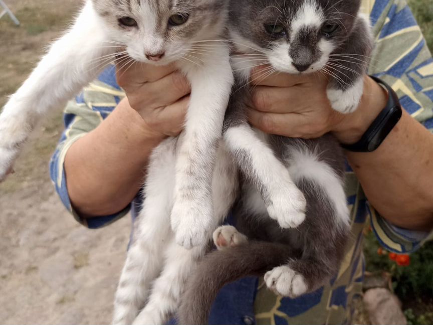 Отдам котят в добрые руки