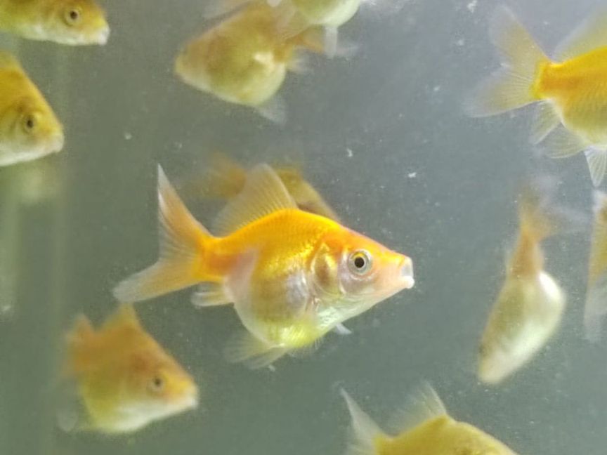 Золотая рыбка Нимфа