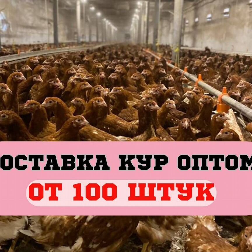 Куры несушки молодки только опт От 100шт