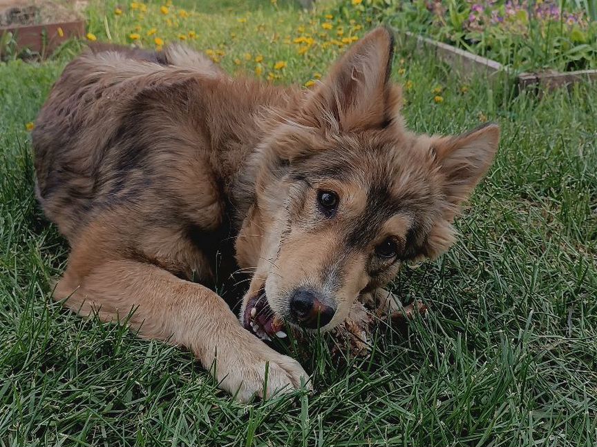 Собака в добрые руки отдам бесплатно