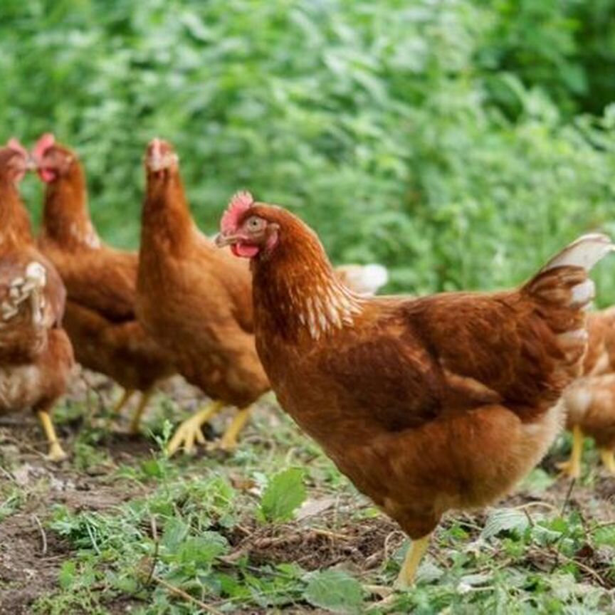 Куры несушки продам