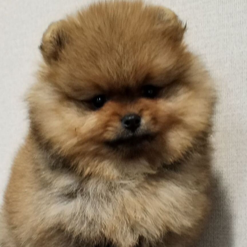 Померанский шпиц красивый мальчик