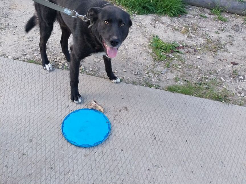 Отдам в добрые руки