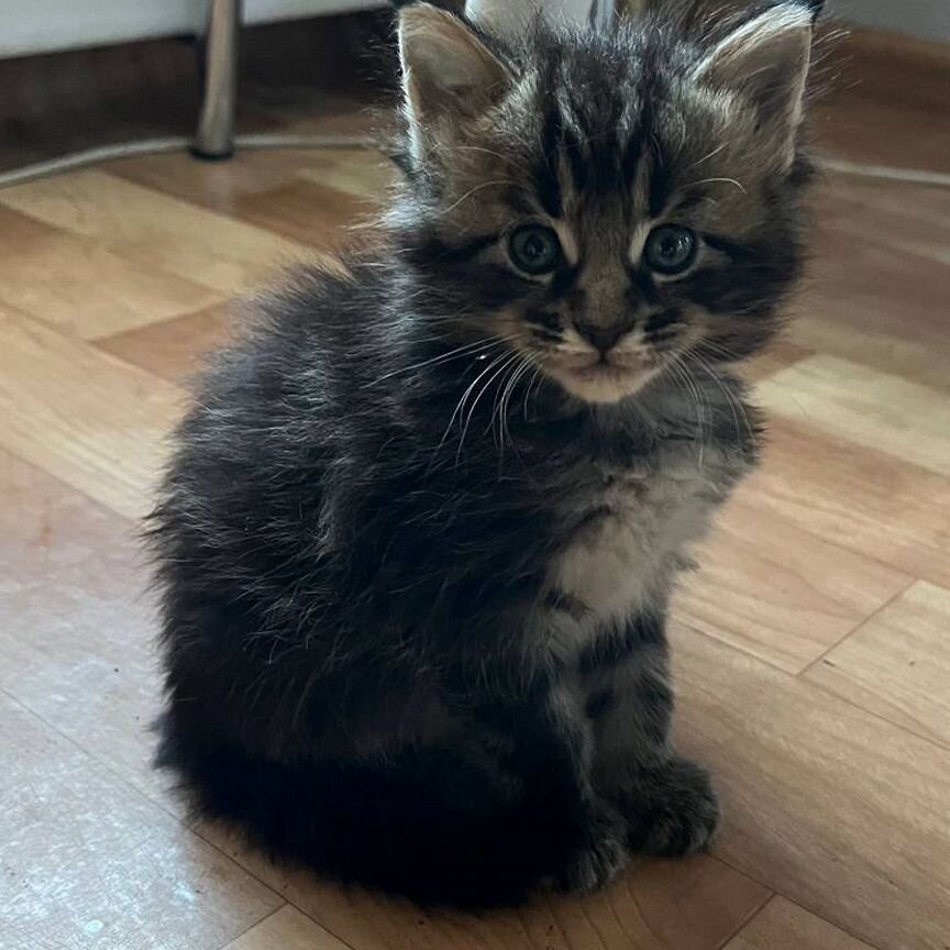 Мейн-кун котёнок