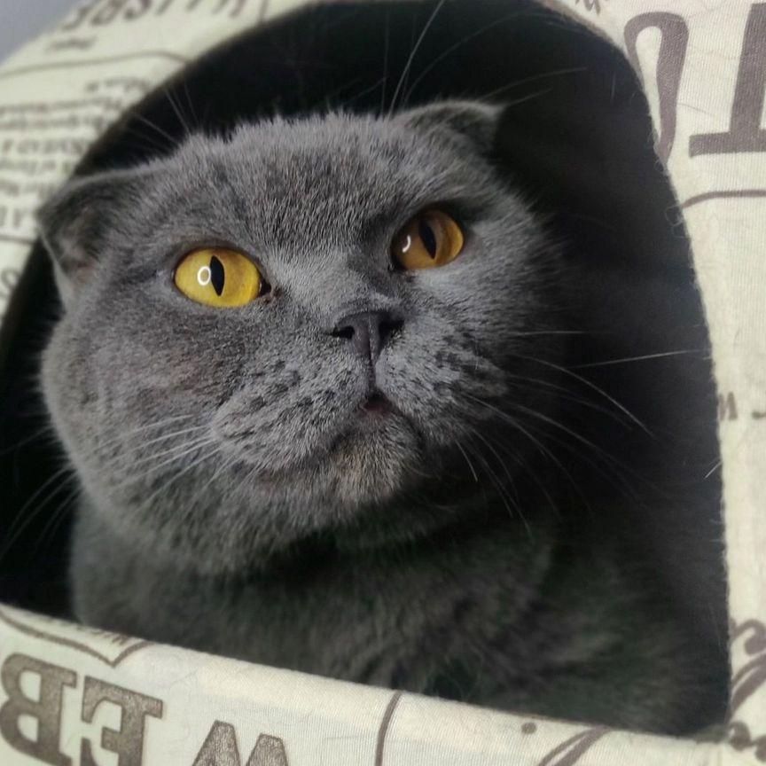 Кошечка