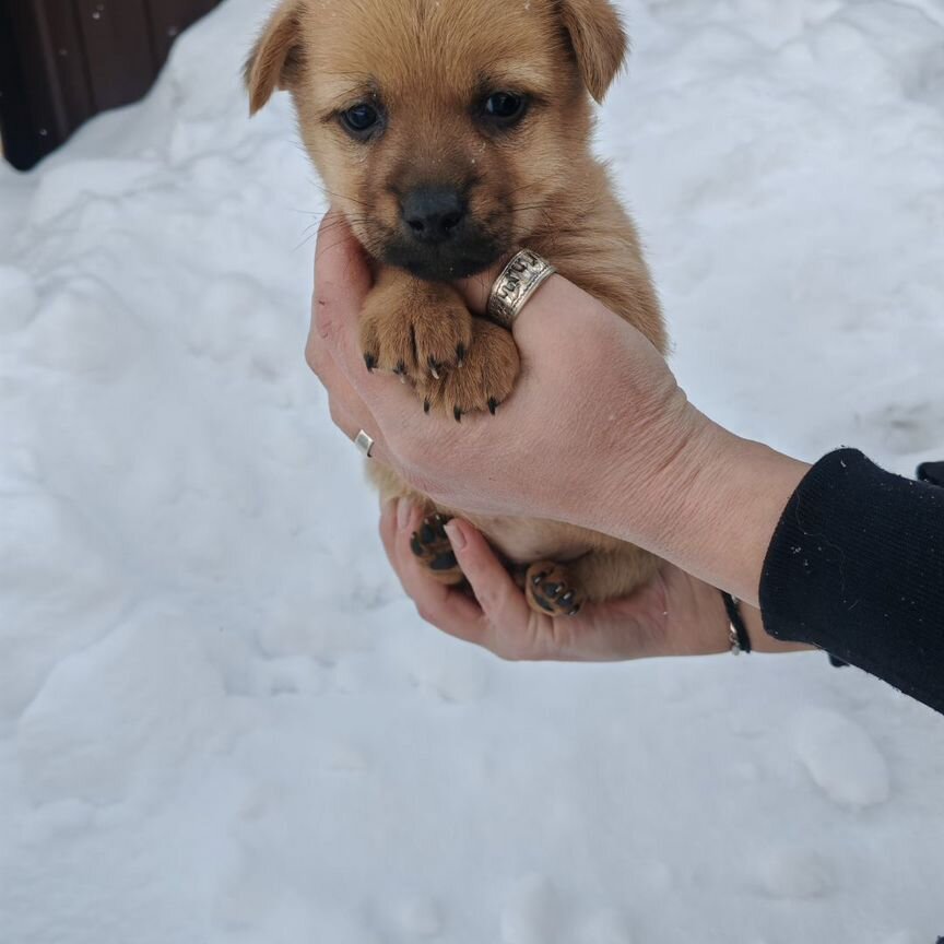 Щенок в добрые руки