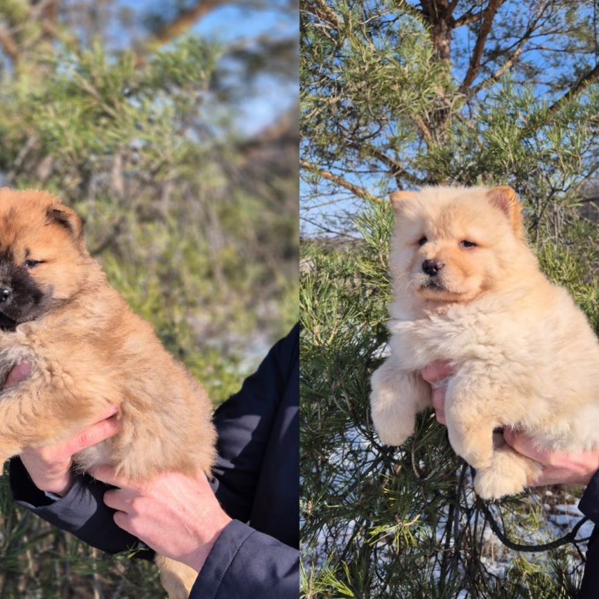 Щенки чау чау