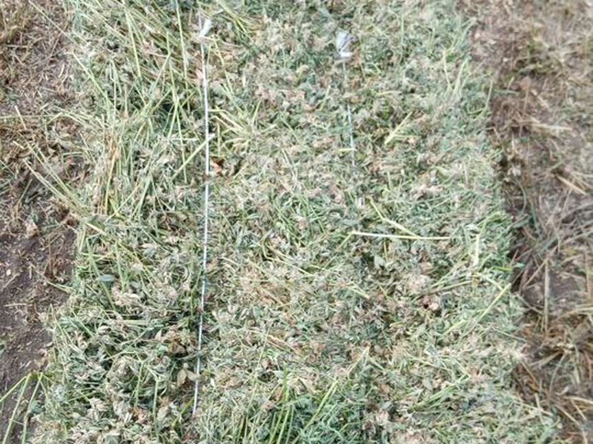 Сено Люцерны