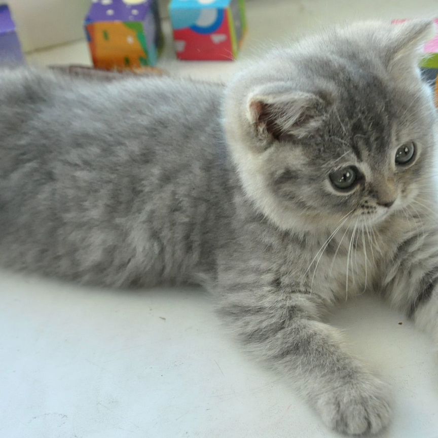 Шотландские вислоухие котята