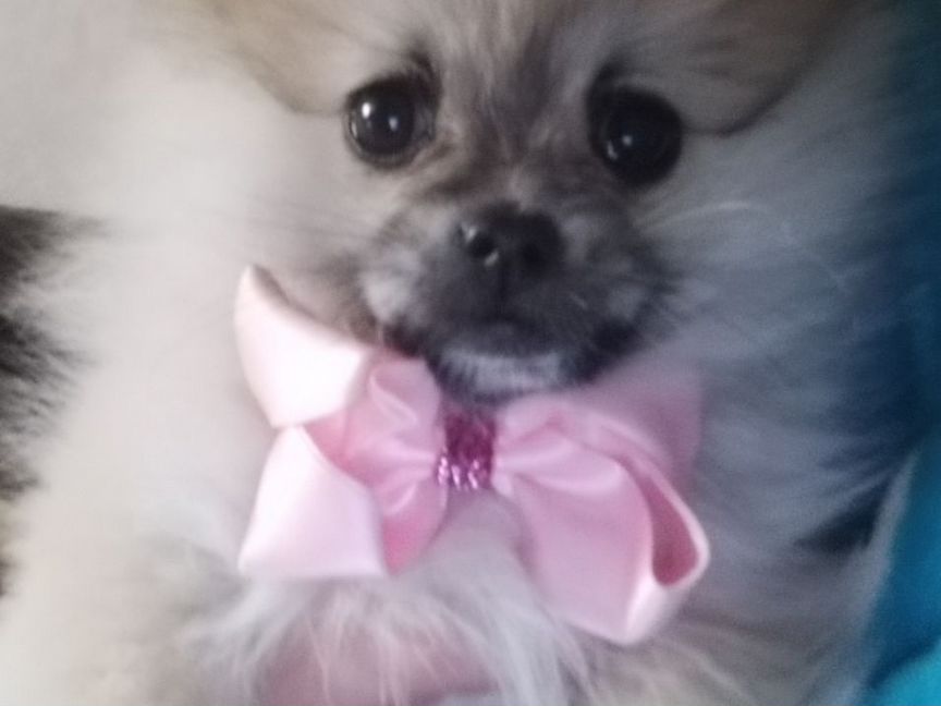 Померанский шпиц