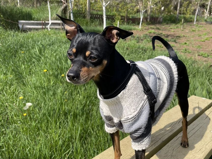 Русский той-терьер вязка