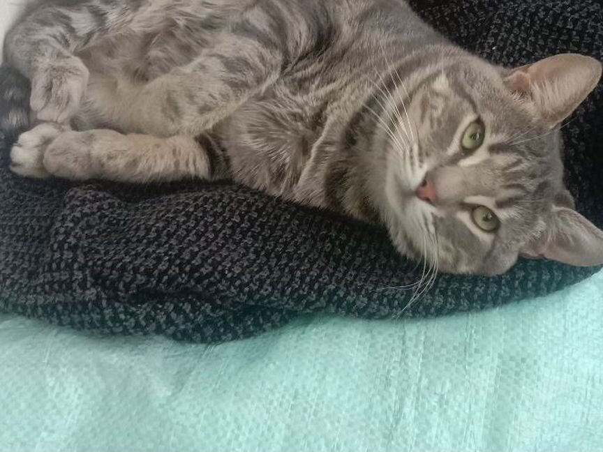Отдам кота в добрые руки