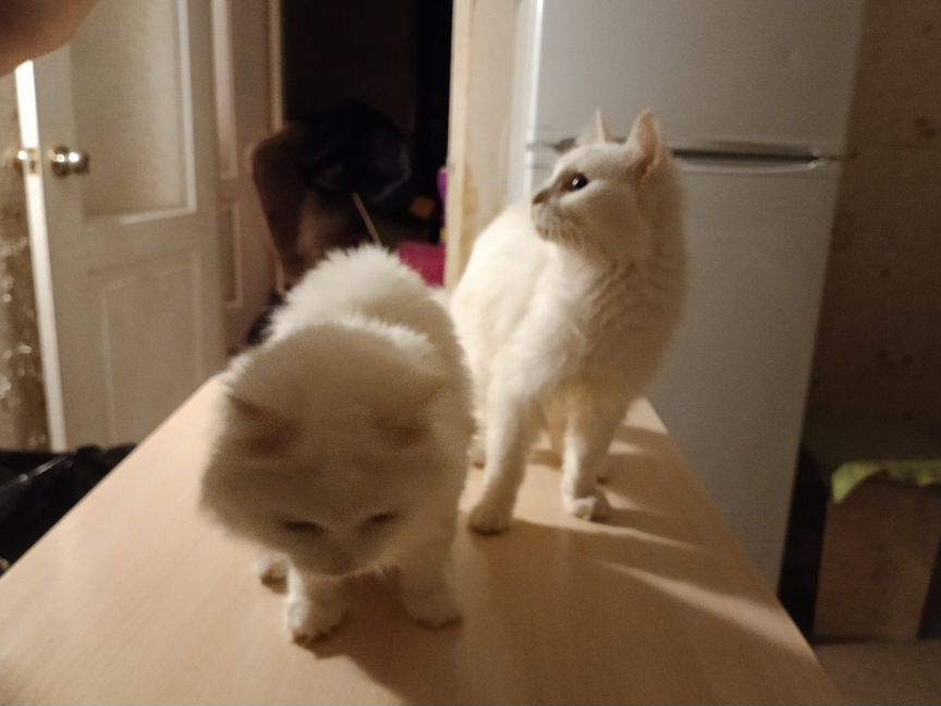 Коты ангорские