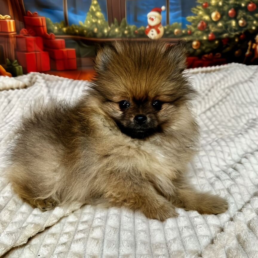 Померанский шпиц, щенок