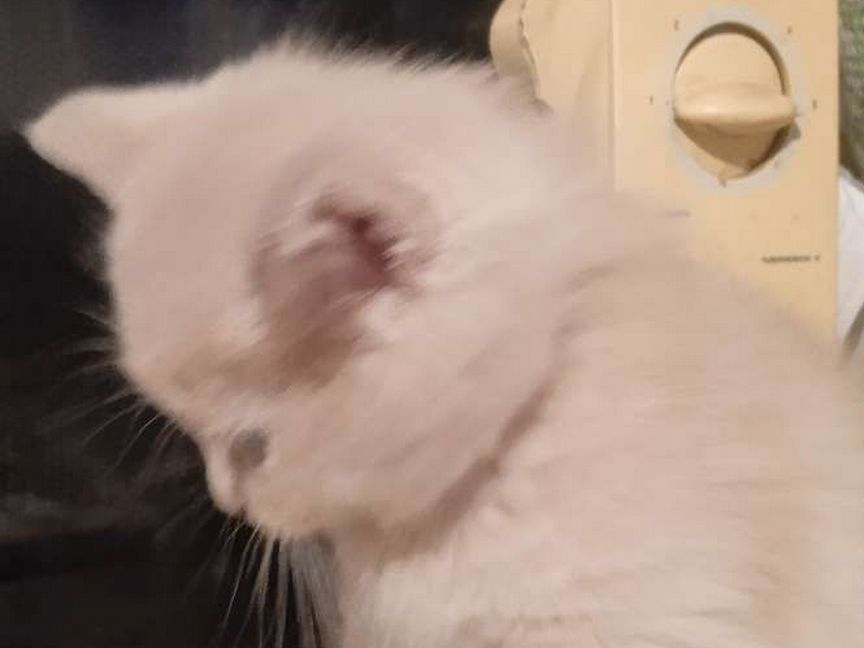 Порода сибирская кошка