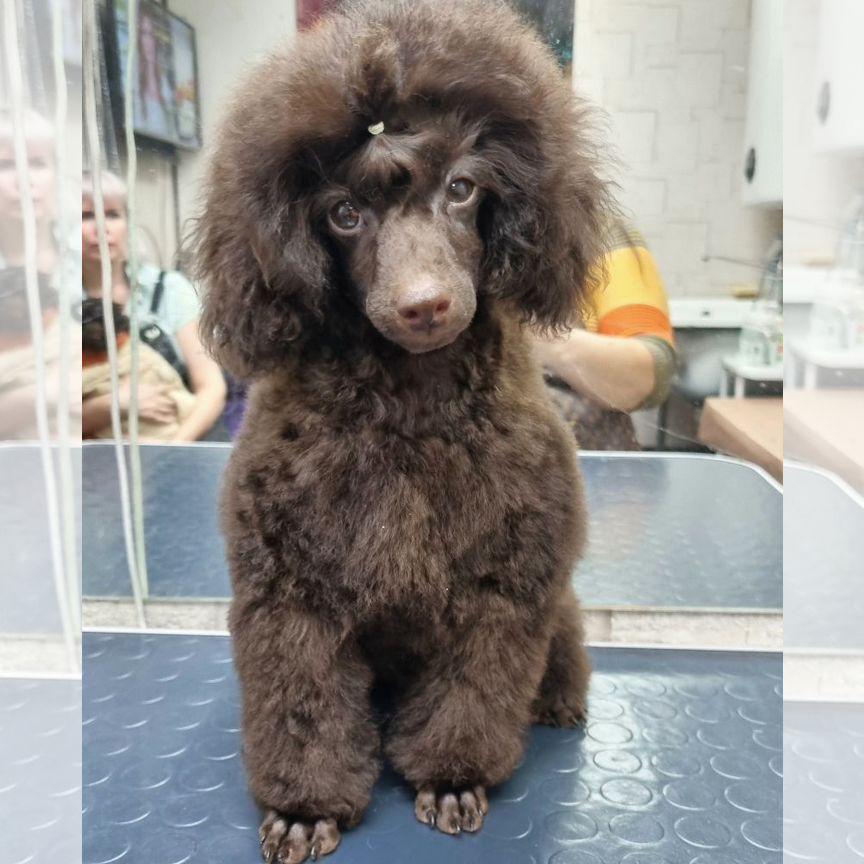 Той-пудель, щенок