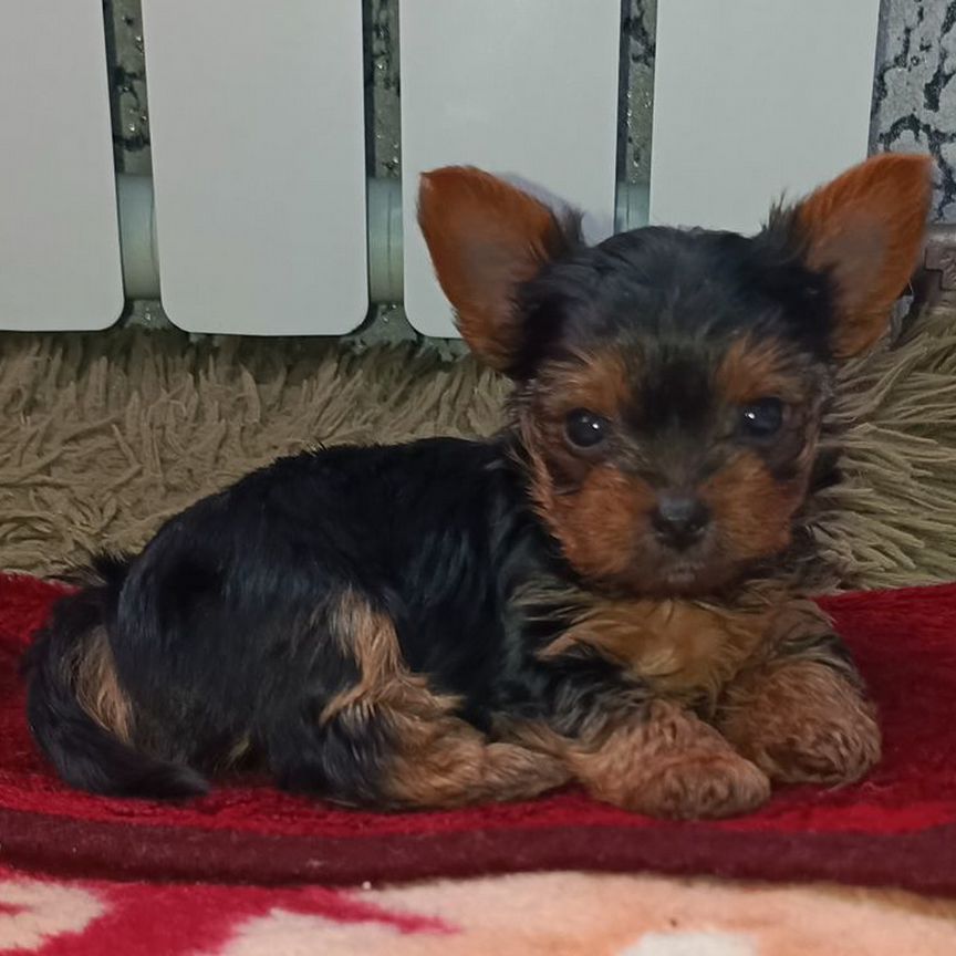 Йоркширский терьер, щенок