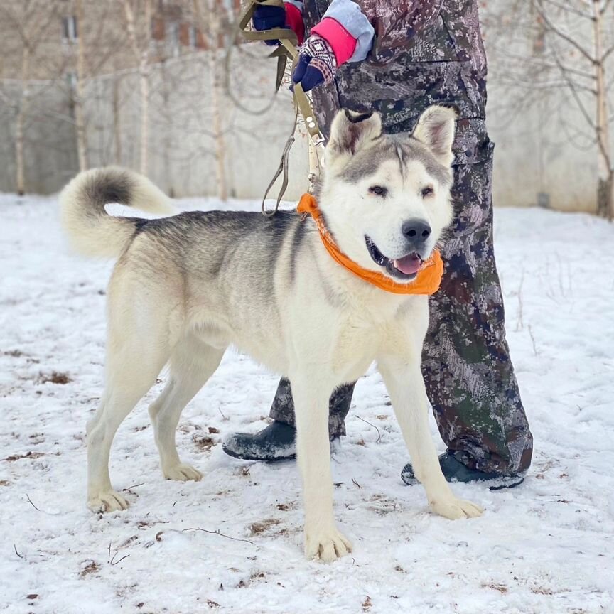 Мейсон