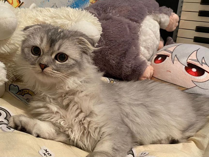 Котята блю поинт