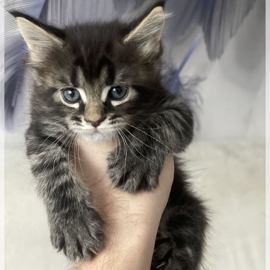 Мейн-кун котёнок