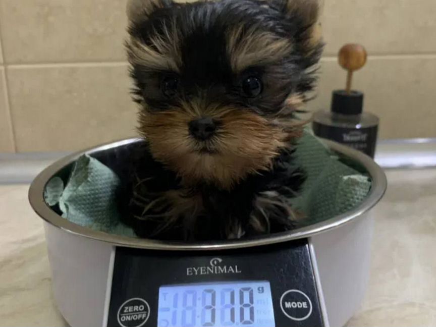 Йоркширский терьер