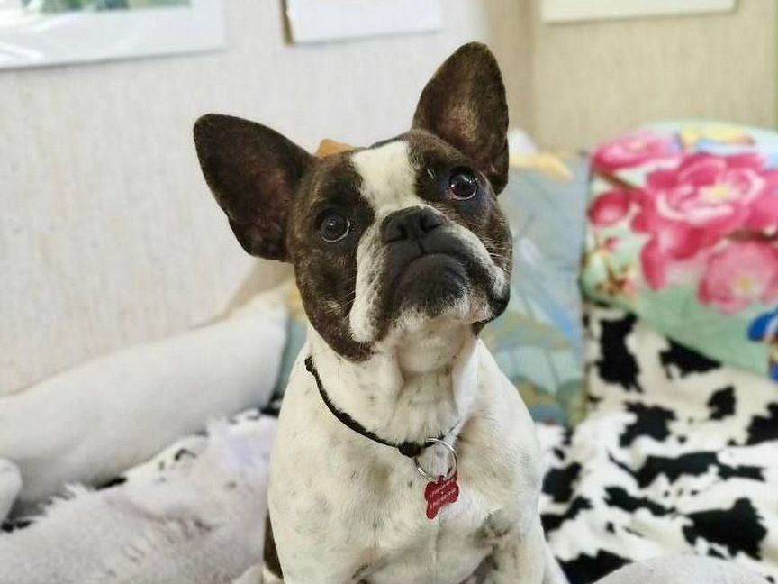 Французский бульдог в добрые руки