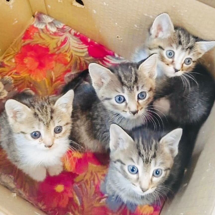 Нежные лапочки ищут родителей. Котята