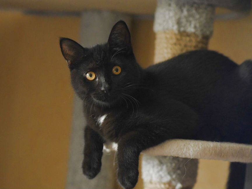 Котенок Мэри в добрые руки