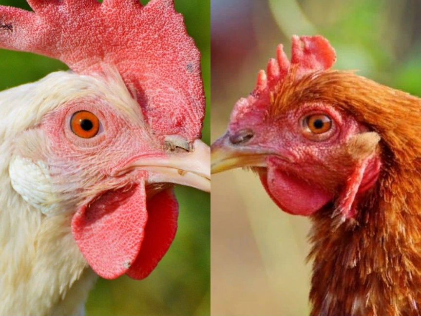 Куры несушки в ассортименте