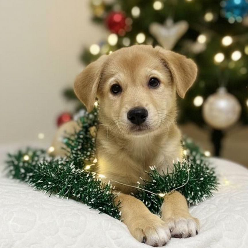 Щенок в добрые руки