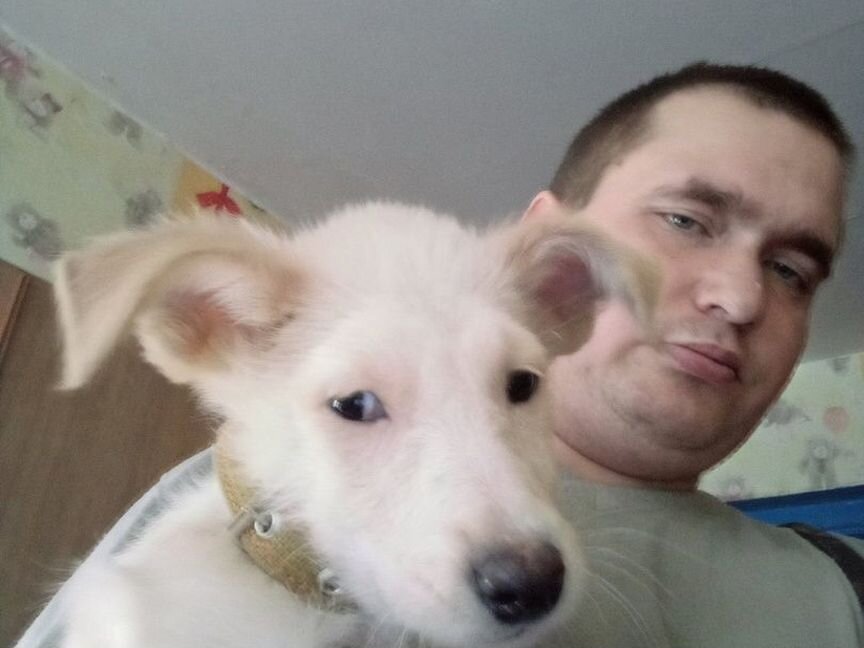 Отдам бесплатно щенка