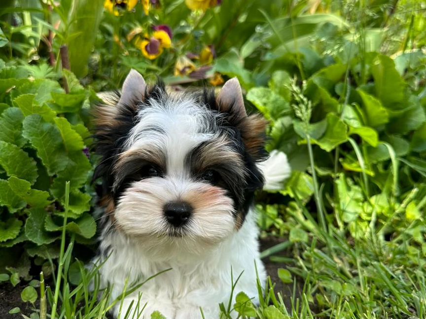 Бивер девочка Милана