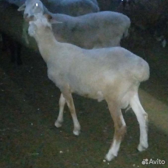 Овцы бараны