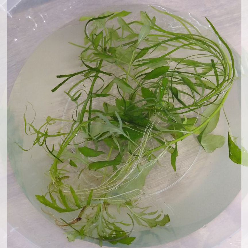 Аквариумные растения