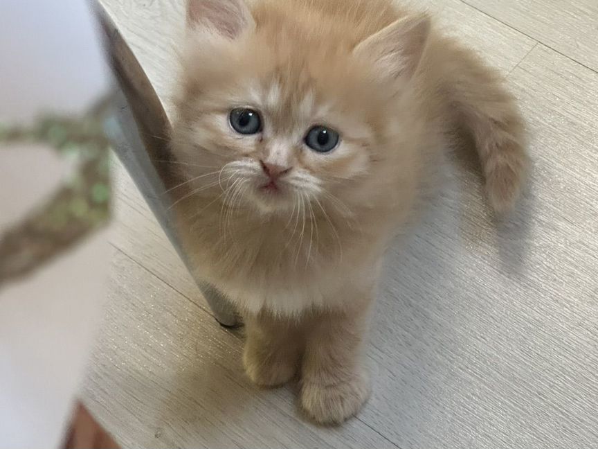 Котята